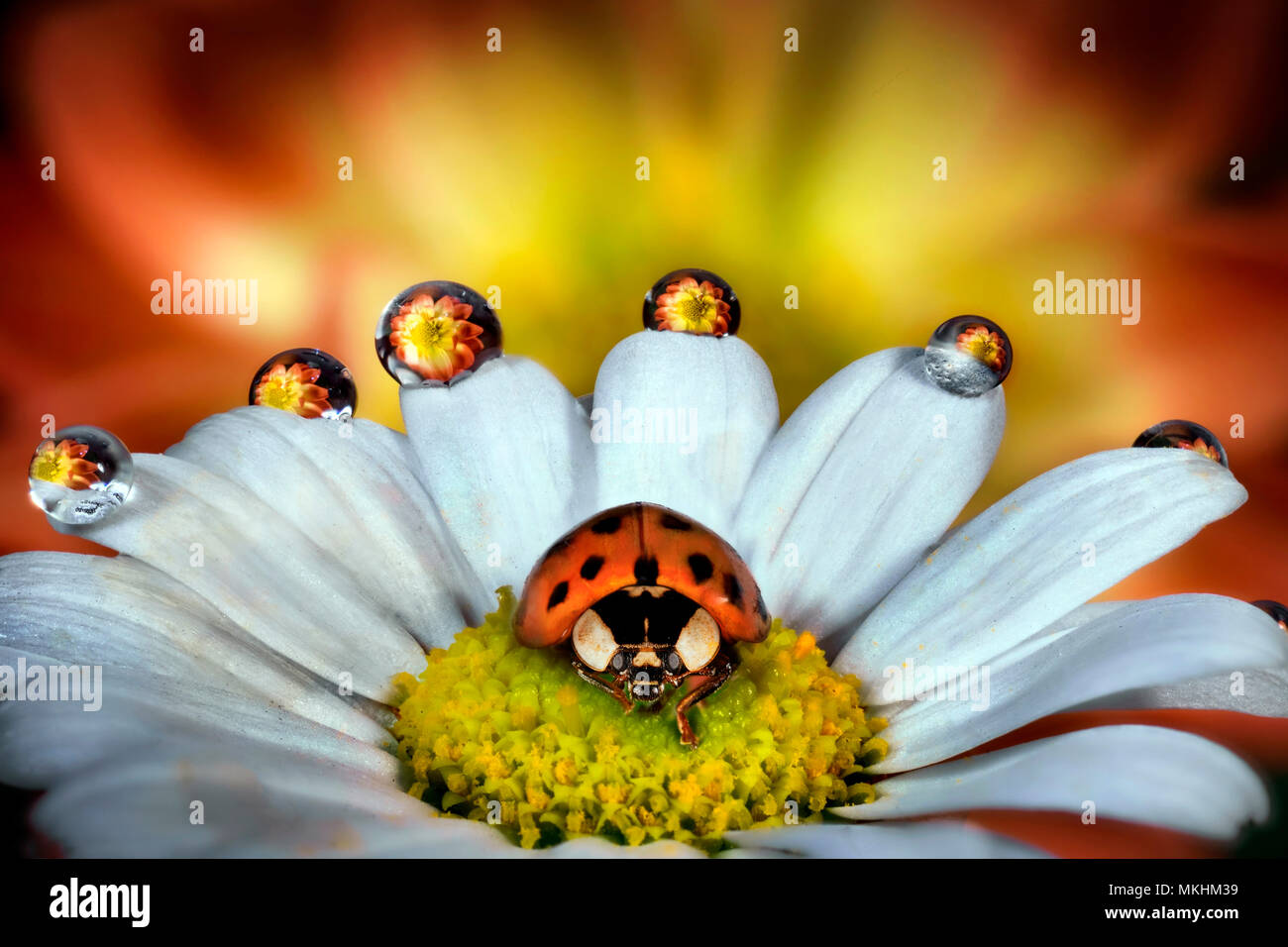 Ladybug on a daisy, Parma, Italy Stock Photo - Alamy