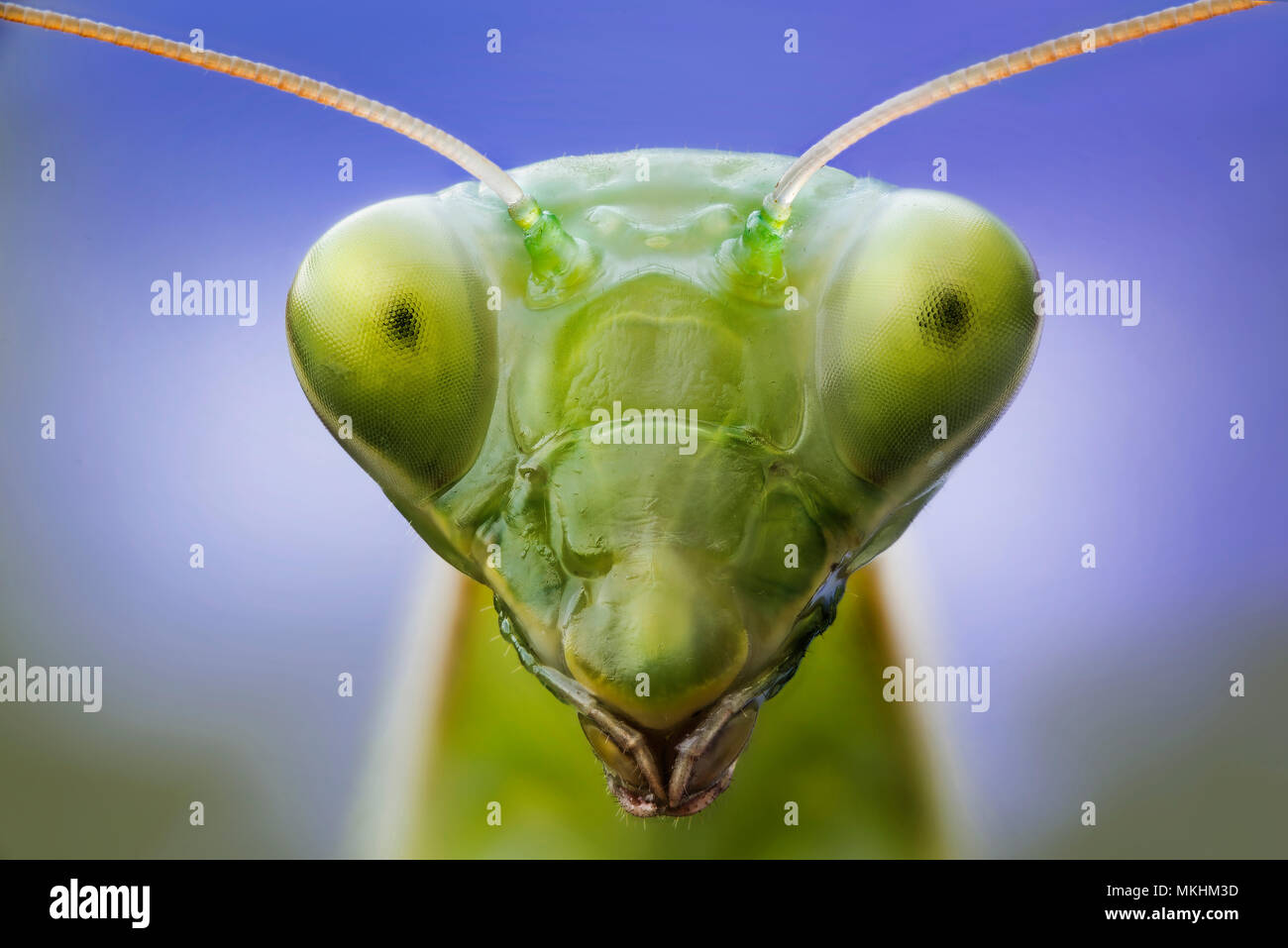 Portrait of Praying mantis (Mantis religiosa) in a forest near the Po ...