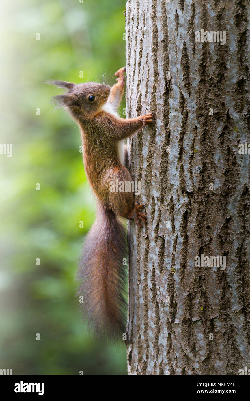 European red squirrels eurasian red hi-res stock photography and images ...
