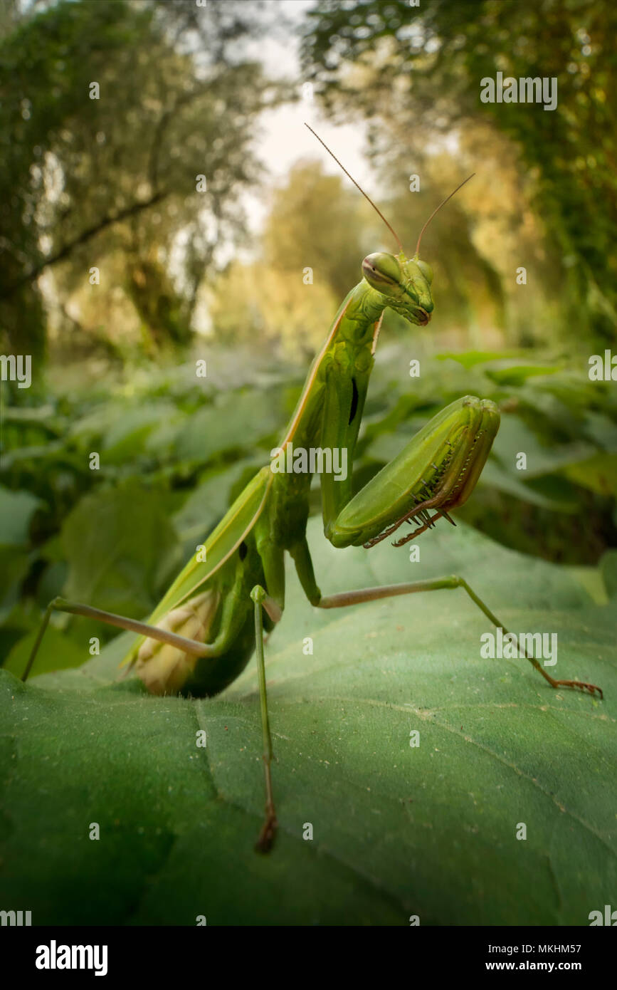 Praying mantis (Mantis religiosa) in a forest near the Po river ...