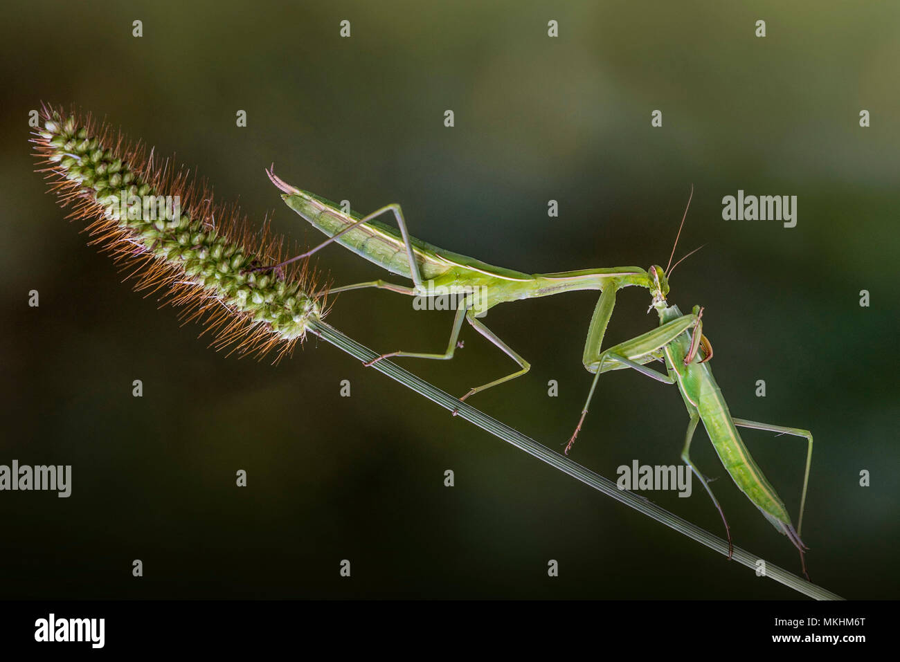 Female Praying mantis (Mantis religiosa) eating another female, Luzzara ...