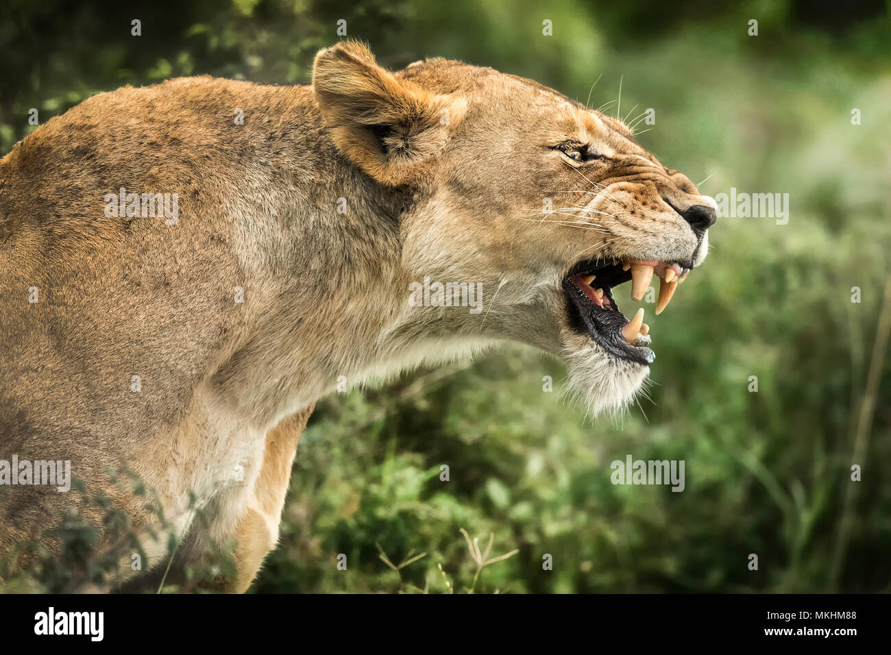Lion Lioness