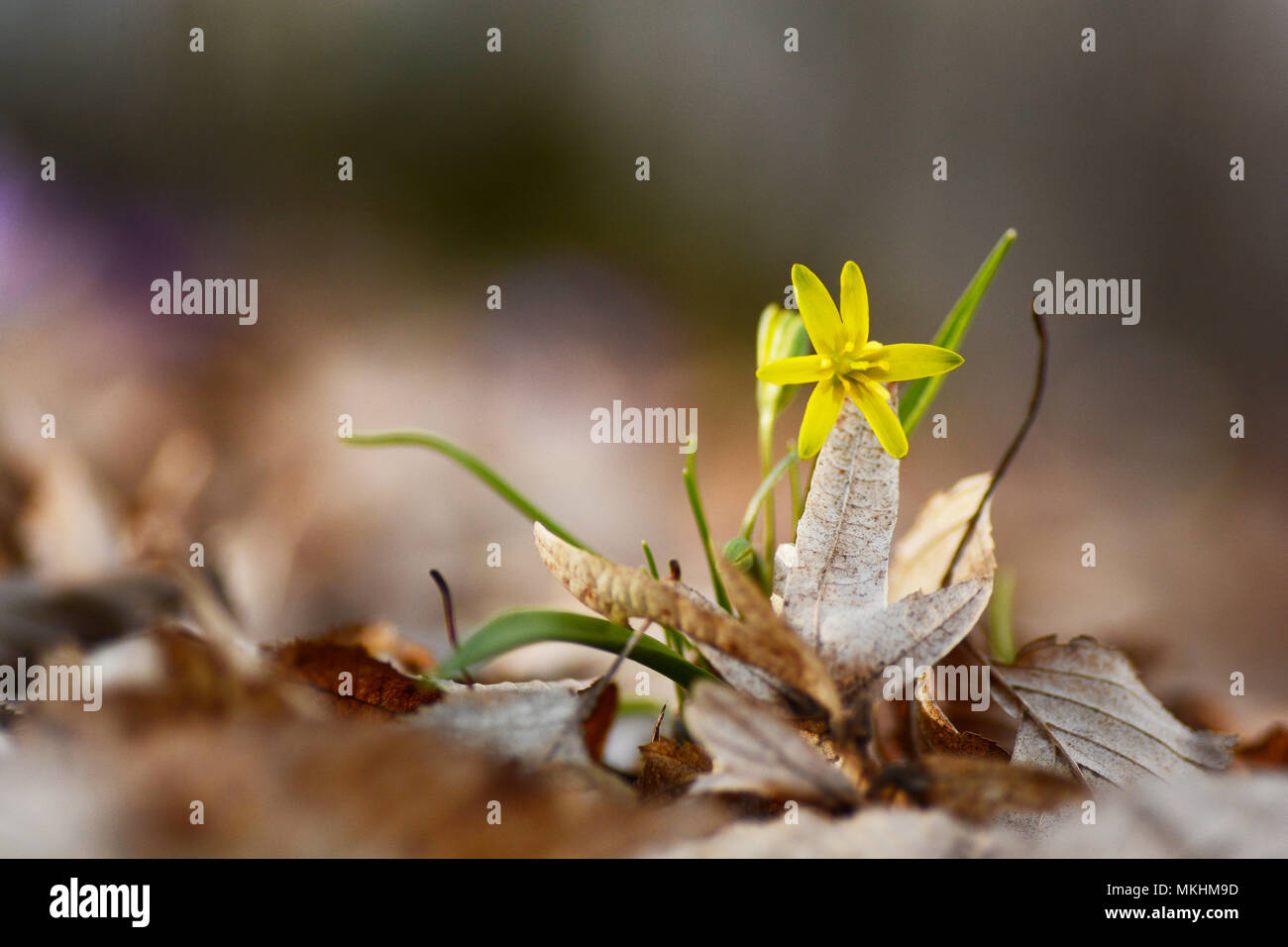 Minimal springtime hi-res stock photography and images - Alamy