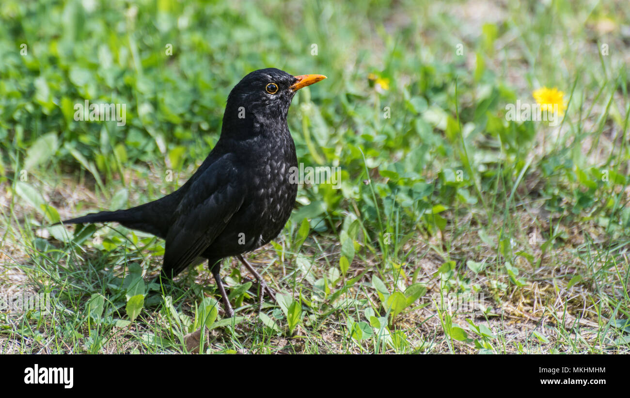 Black common bird hi-res stock photography and images - Alamy