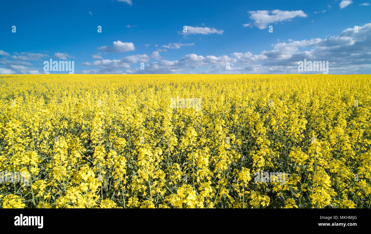 Blooming oilseed rape. Brassica napus. Blue sky, clouds. Idyllic floral ...