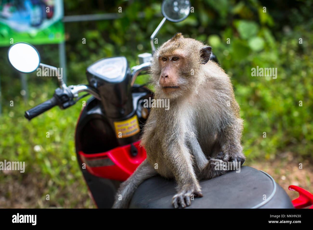 Monkey sitting on a motorbike Stock Photo - Alamy