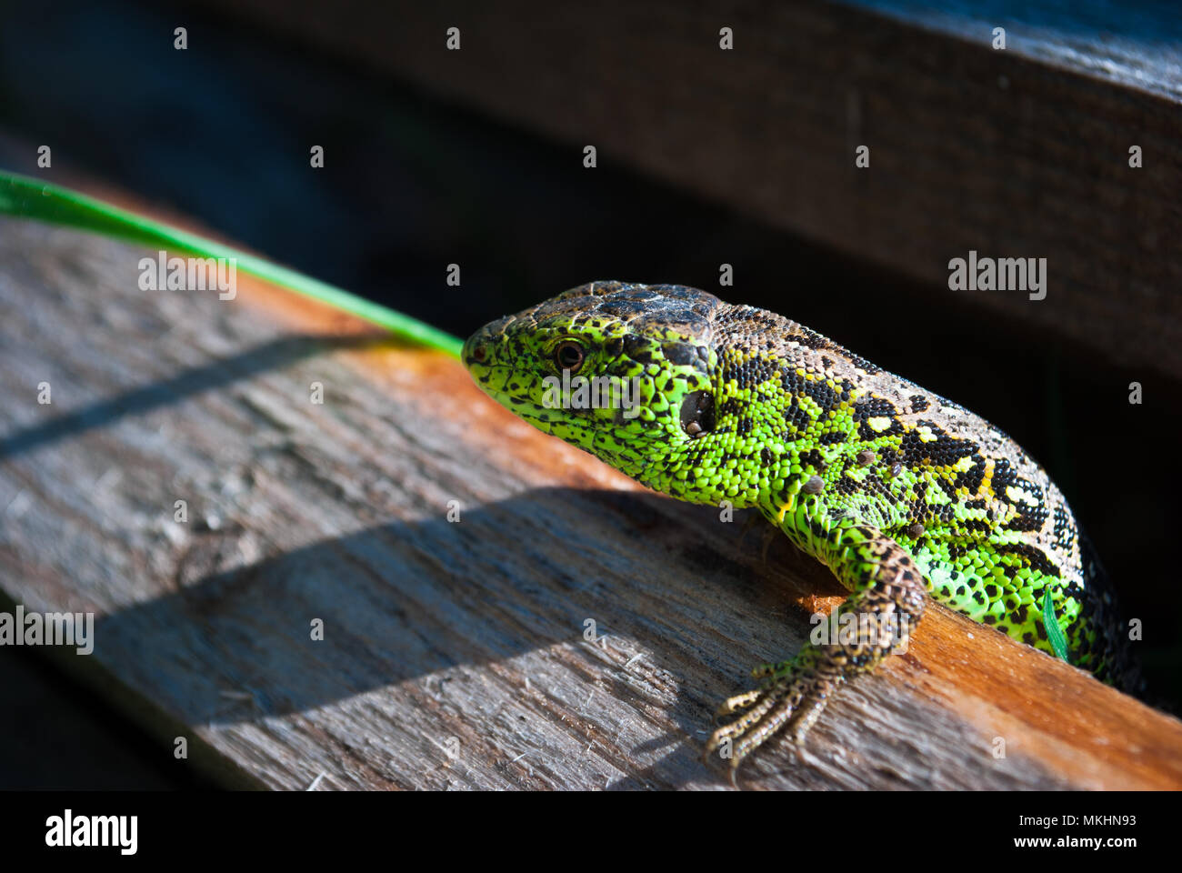 Asian lizards tail hi-res stock photography and images - Alamy