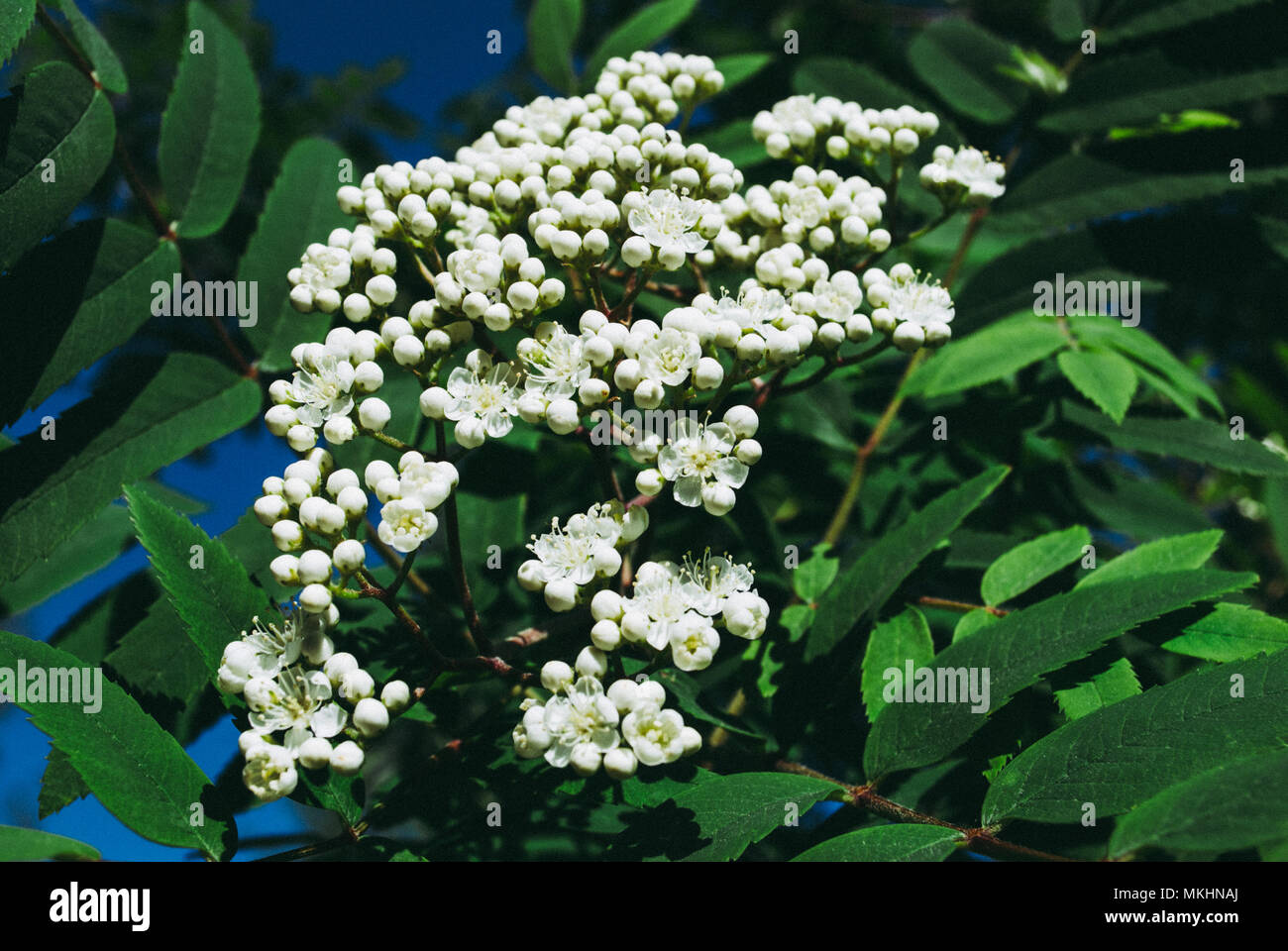 Rowan rowan sorbus aucuparia in flower High Resolution Stock ...