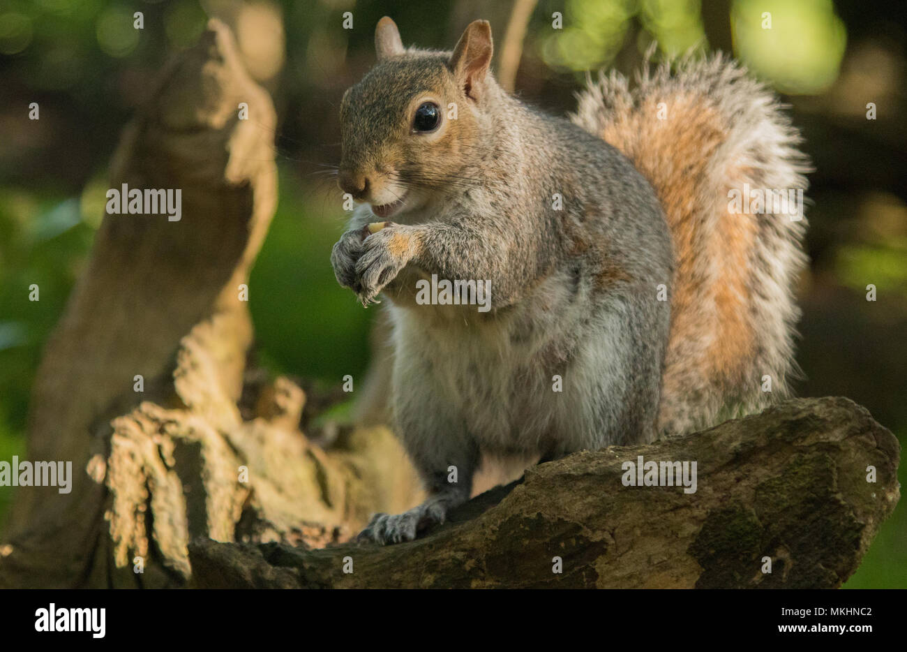 Squirrel eating nut perched hi-res stock photography and images - Alamy