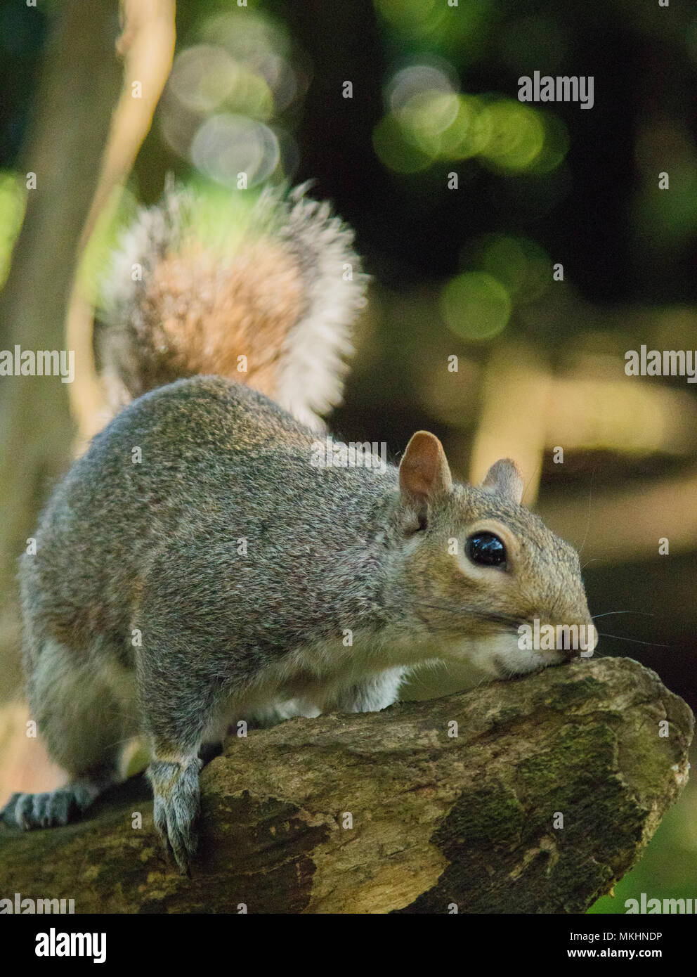 Cute grey squirrel kissing log Stock Photo - Alamy