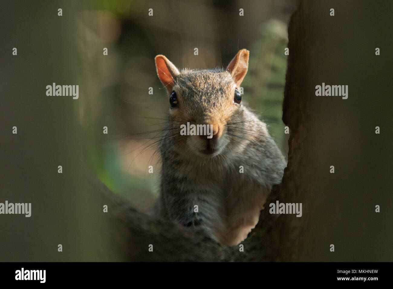 grey squirrel looking at the camera Stock Photo - Alamy