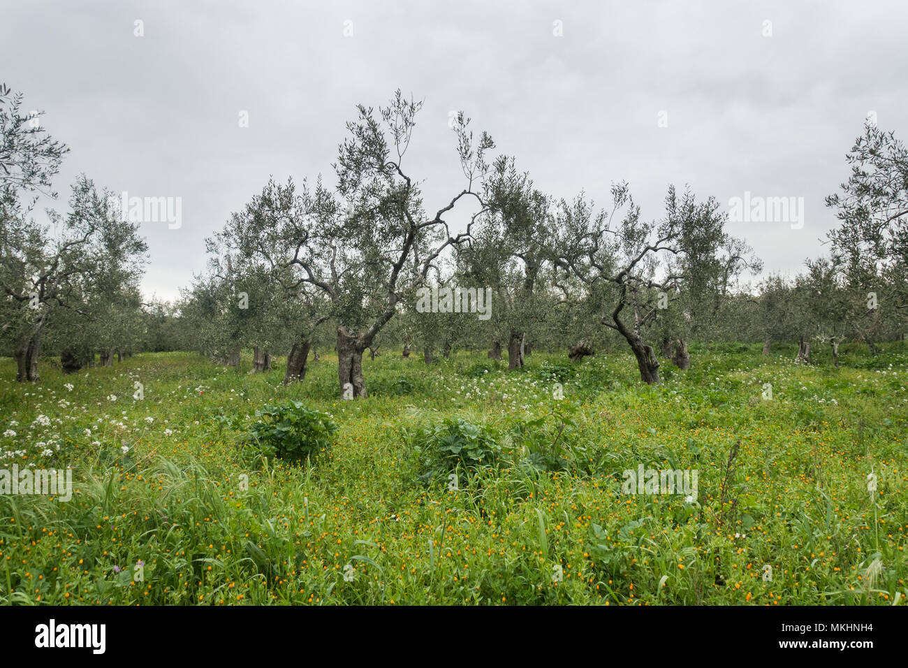 Olive tree landscape puglia italy hi-res stock photography and images ...