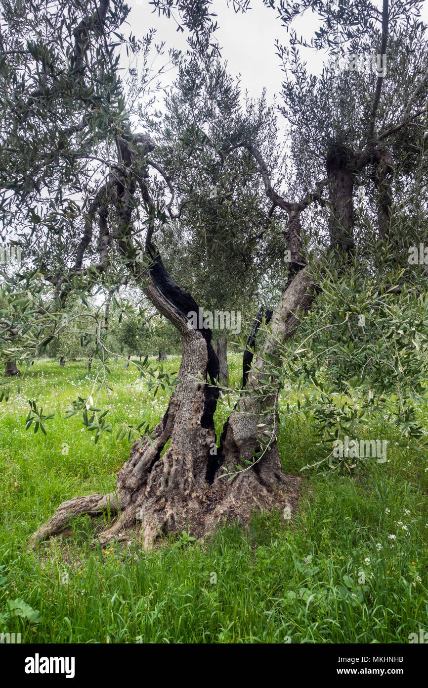 Oilve trees hi-res stock photography and images - Alamy