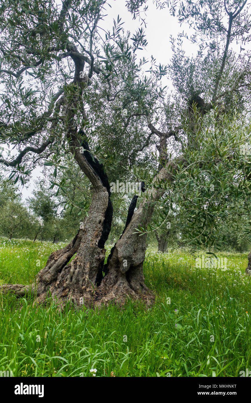 Olive tree landscape puglia italy hi-res stock photography and images ...