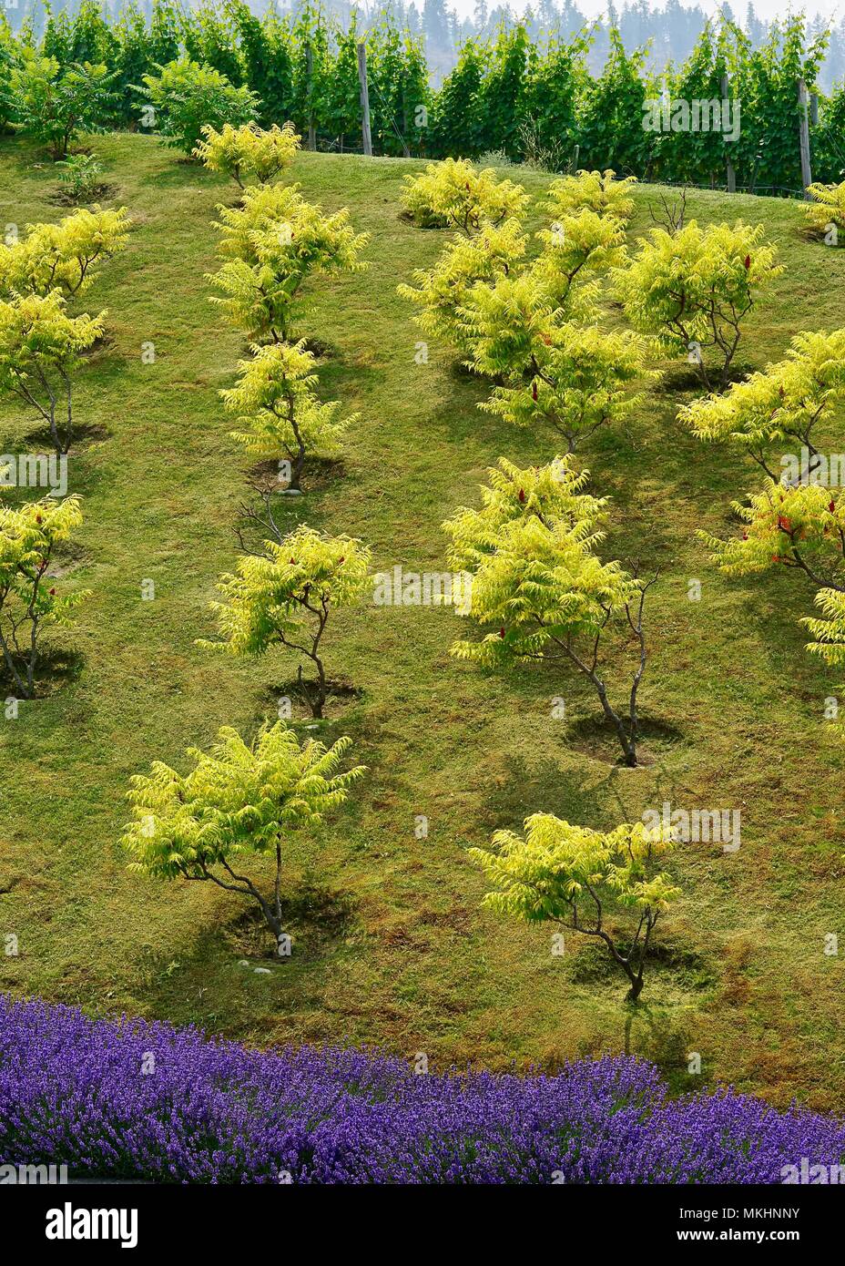 Seasonal plants and shrubs hi-res stock photography and images - Alamy