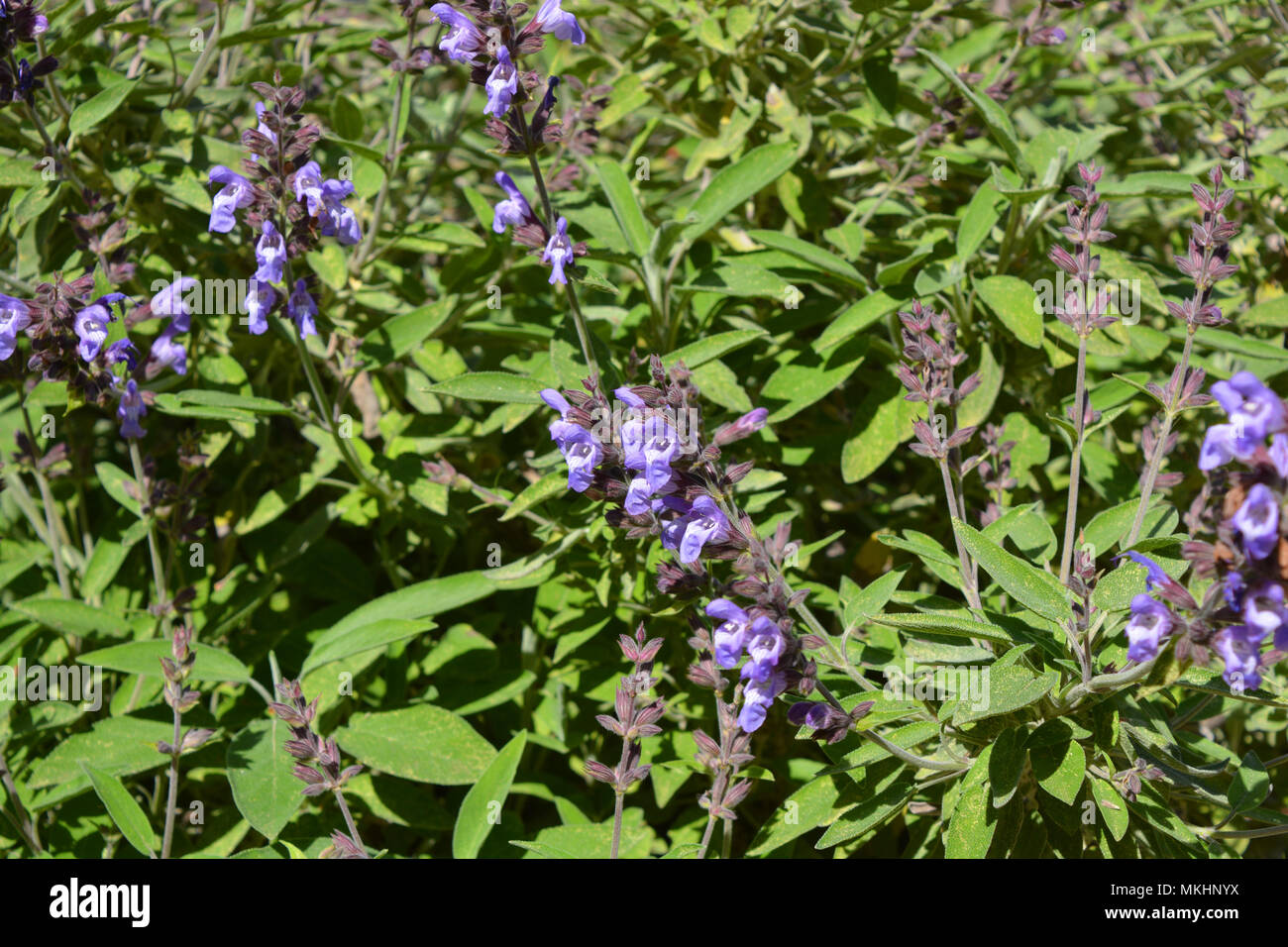 Salvia officinalis is a perennial, evergreen subshrub, with woody stems ...