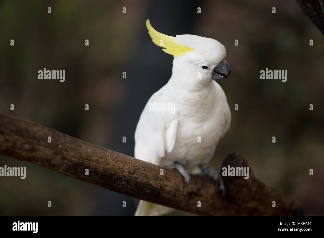 Sulphur crested cockatoo Stock Photo - Alamy
