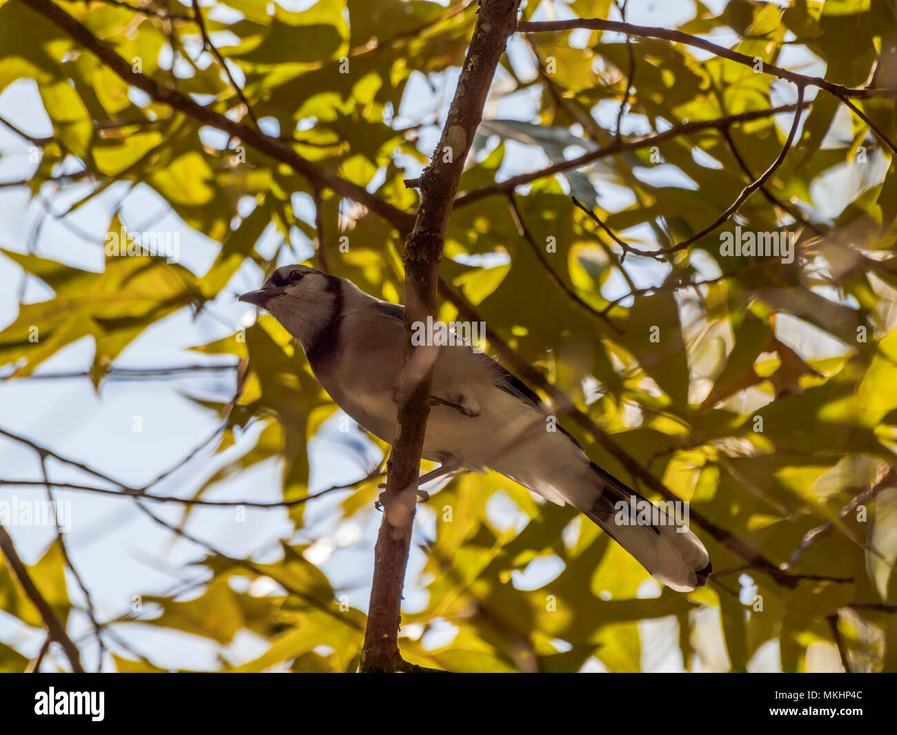 Blue Jay on a branch Stock Photo - Alamy