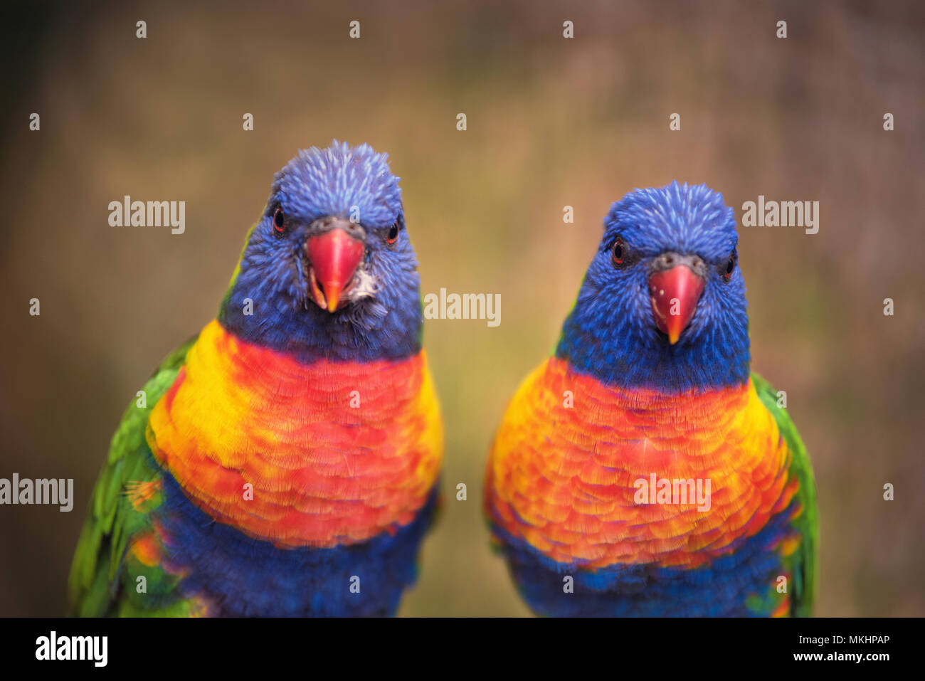 Lorikeet aviary hi-res stock photography and images - Alamy