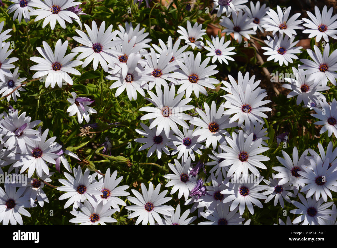 Osteospermum in flower, also known as Cape Daisy, African Daisy or ...