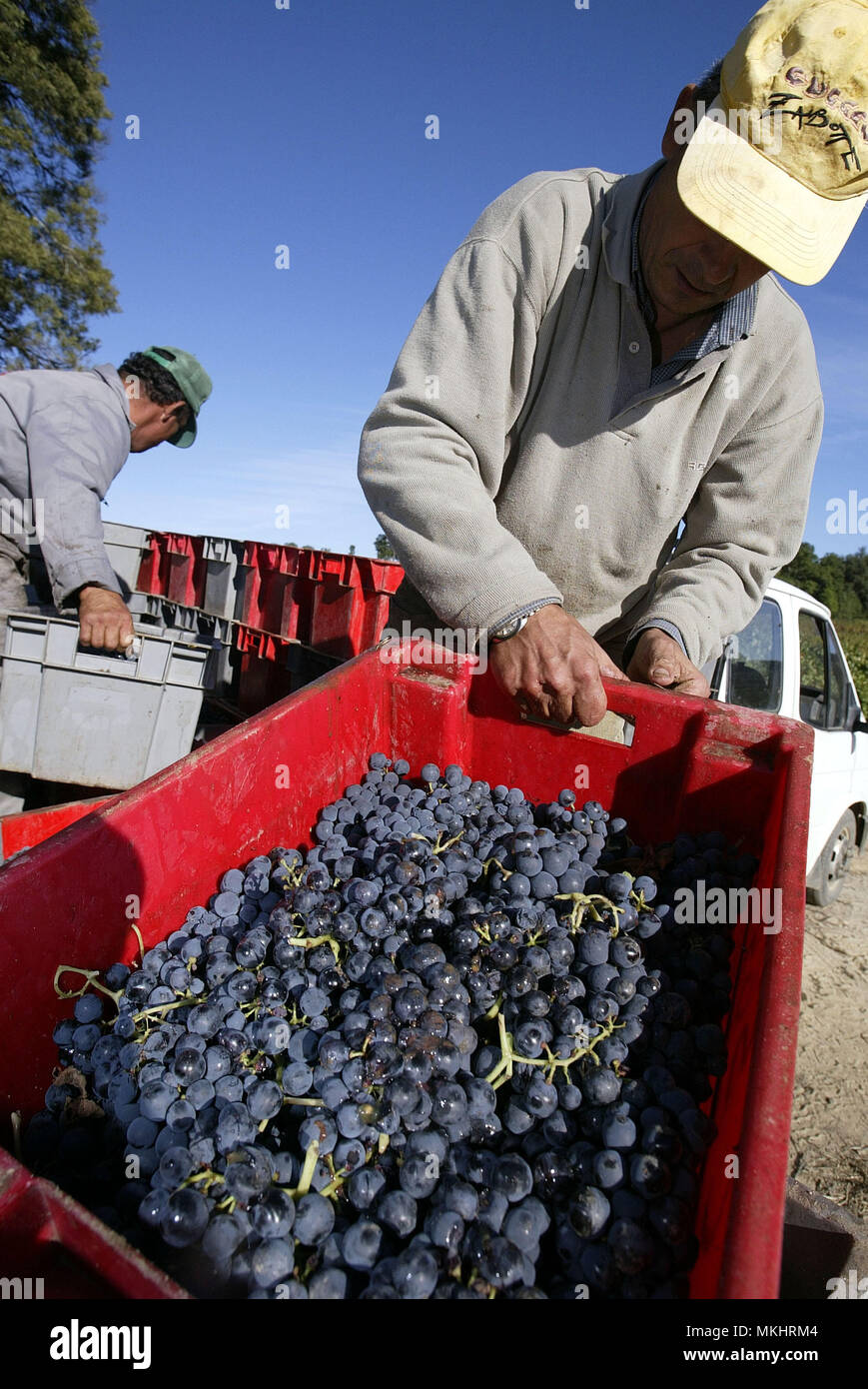 French grape picker hi-res stock photography and images - Alamy