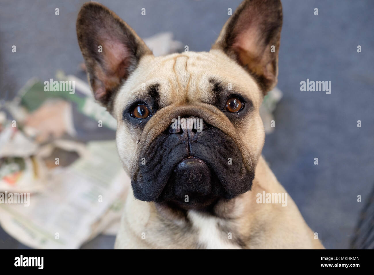 Portrait dog looking camera hi-res stock photography and images - Alamy