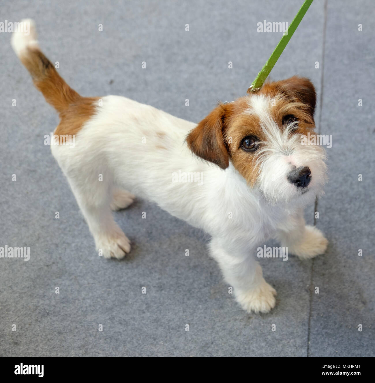 Overhead view of a cute little dog on a leash Stock Photo - Alamy