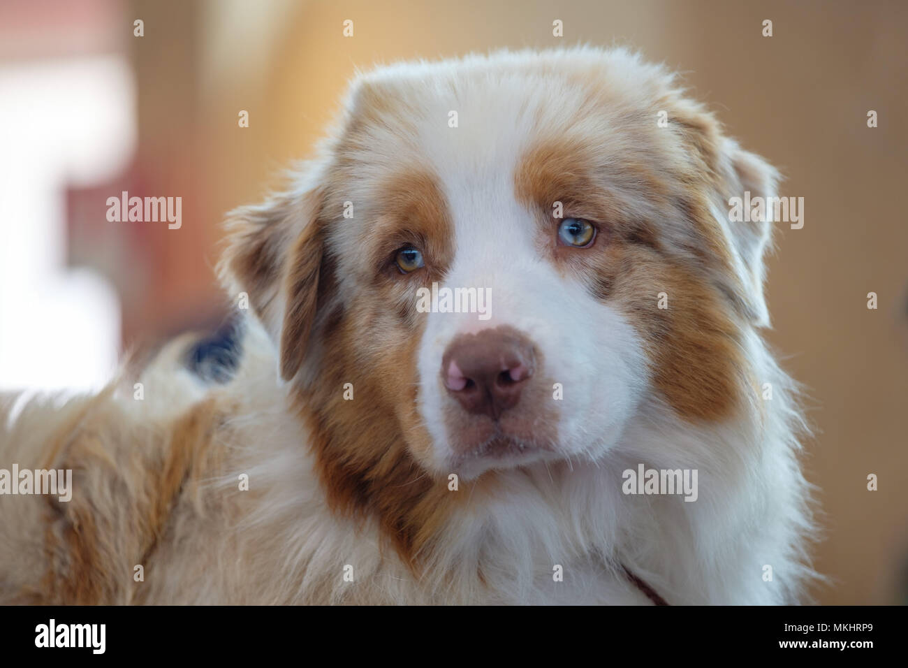 Dog breed australian shepherd hi-res stock photography and images - Alamy