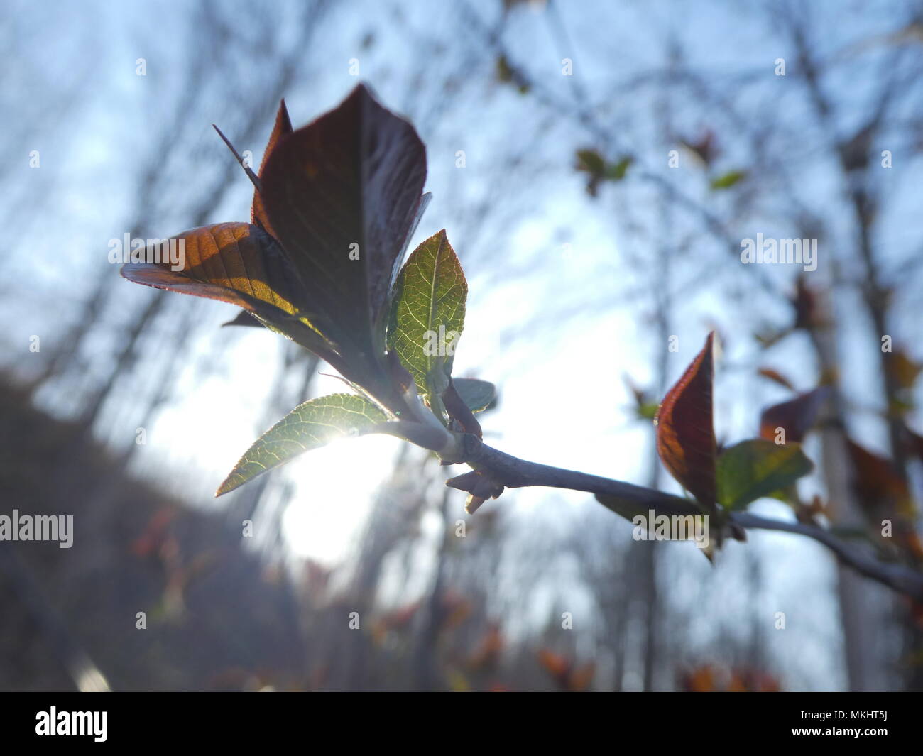 Sunlight passing through plant Stock Photo - Alamy