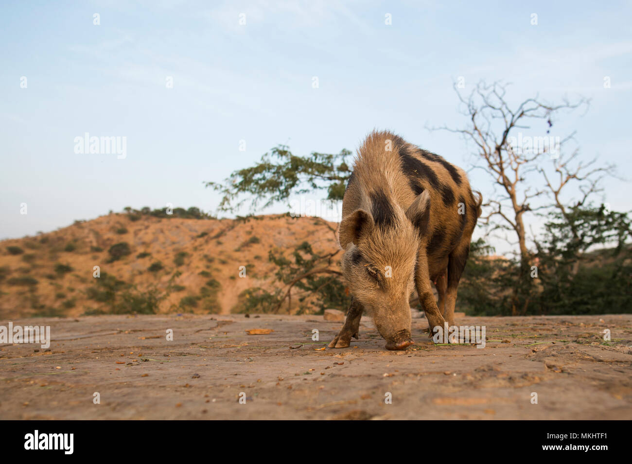 Boar temple hi-res stock photography and images - Alamy