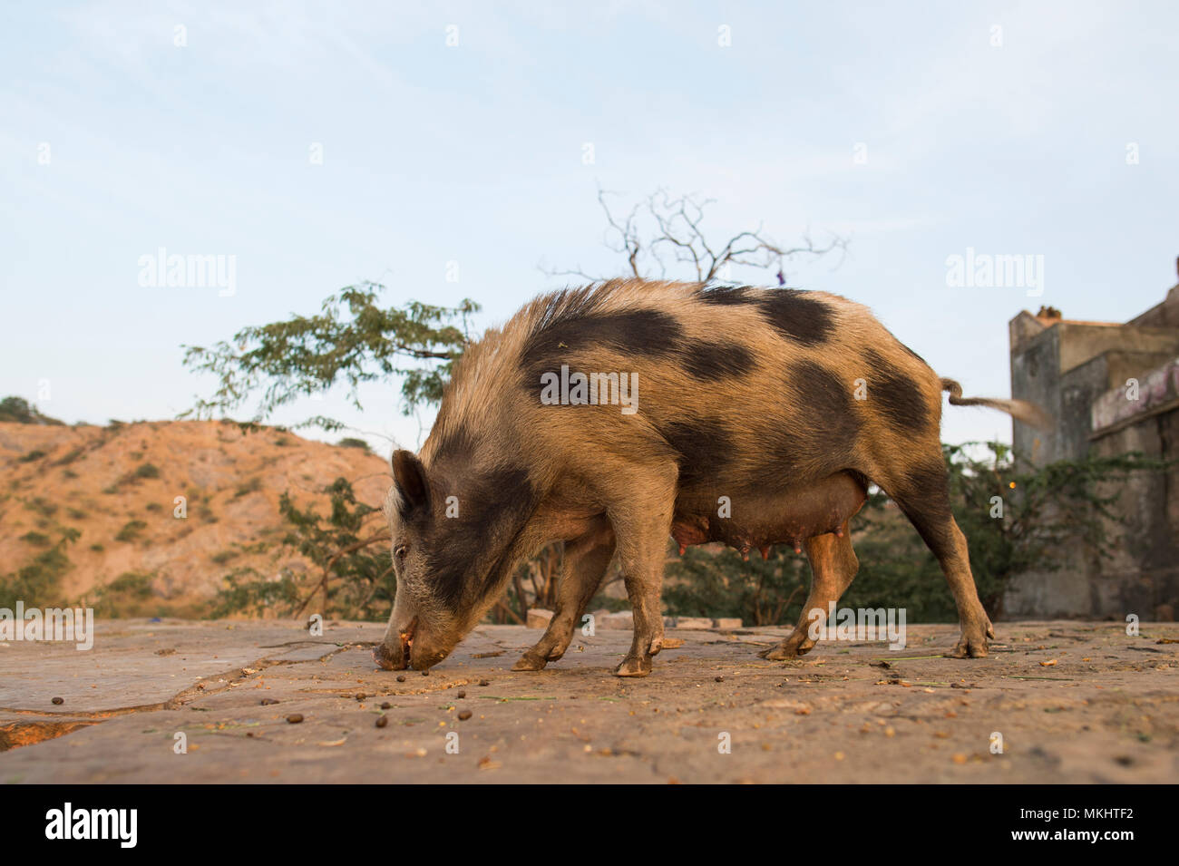 Indian Pigs High Resolution Stock Photography and Images - Alamy