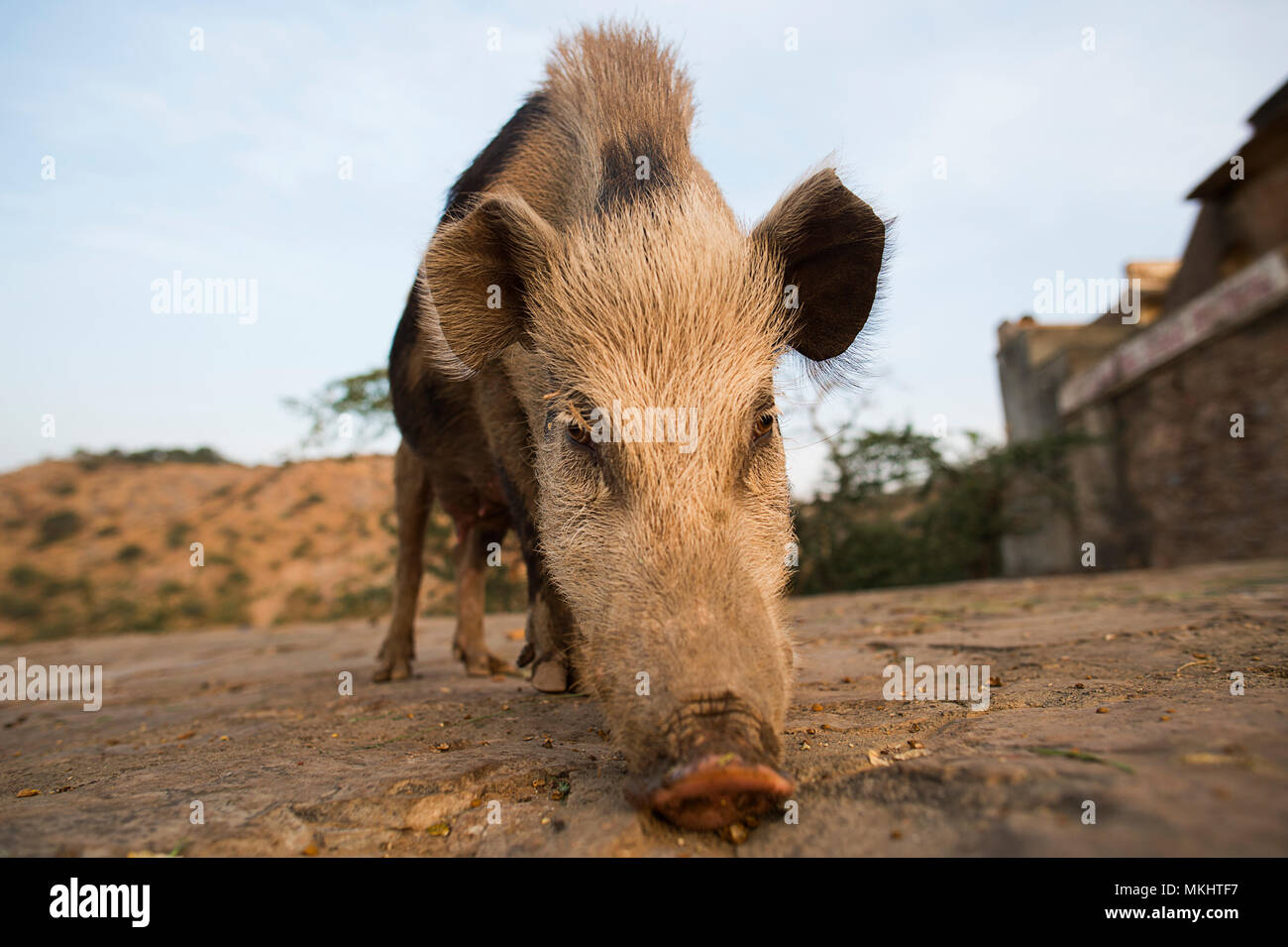 Portrait of a wild pig looking for food at sunset. Monkey temple Jaipur ...