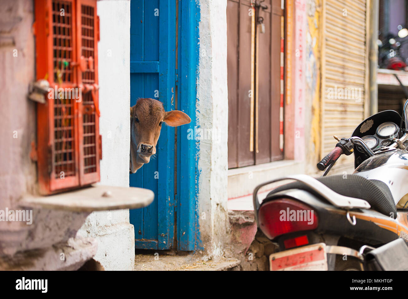 Blue bull india blue cow hi-res stock photography and images - Alamy