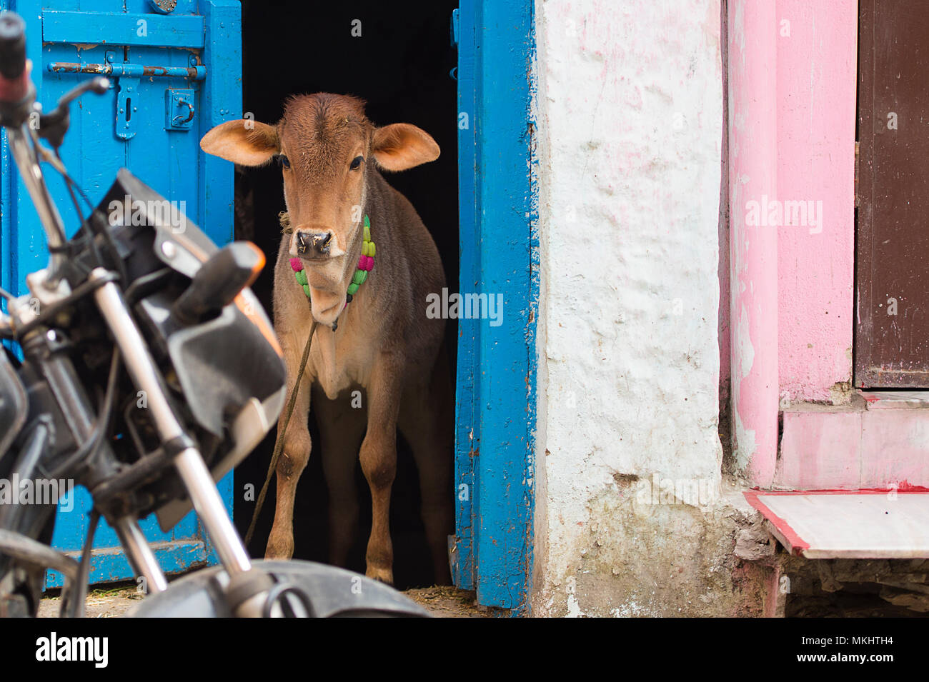 A youg cow is facing the door of a house, in the blue city of Jodhpur ...