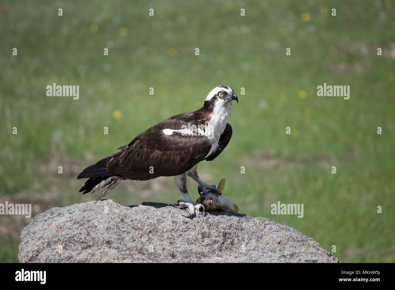 A majestic osprey perched on a rock, showcasing its striking features ...