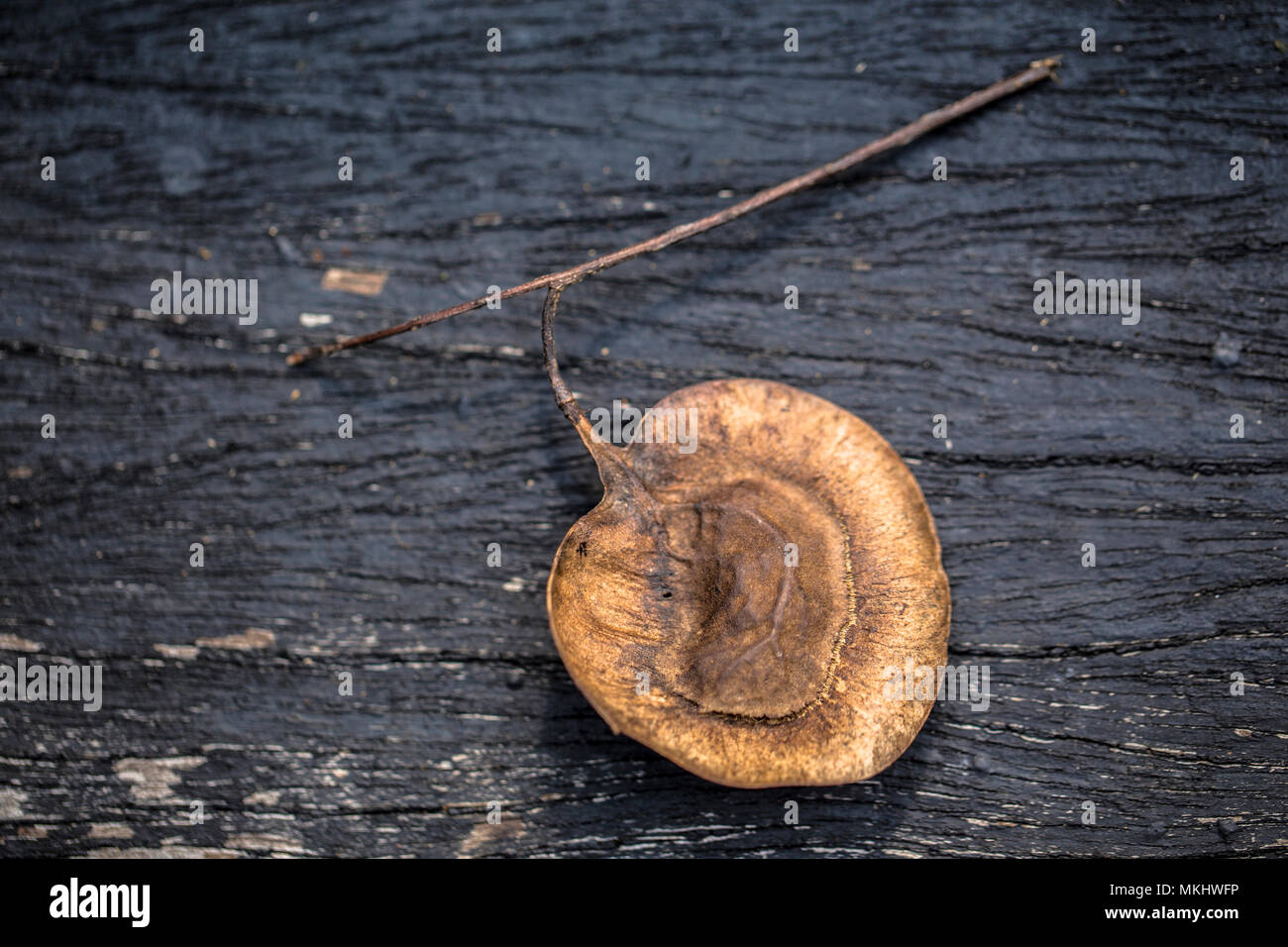Macro close up of angsana casuarina tree seed on dark background wooden ...
