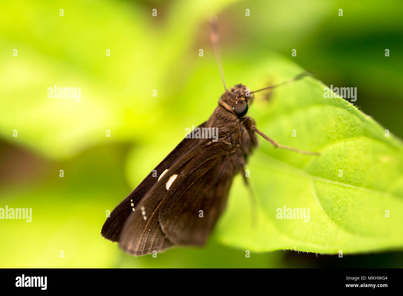 Green drab moth hi-res stock photography and images - Alamy