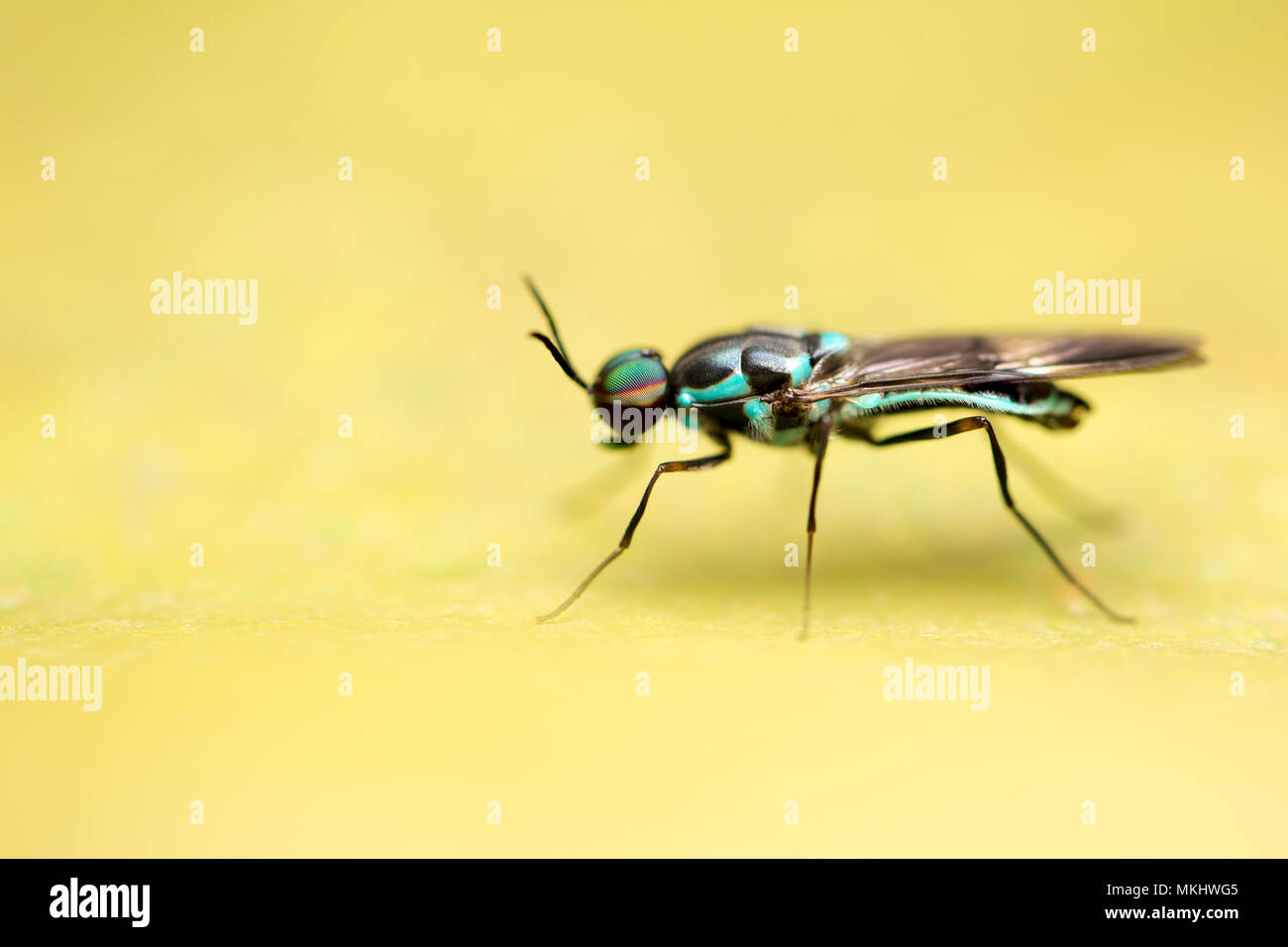 Macro close up of tropical insect in the wild isolated against ...