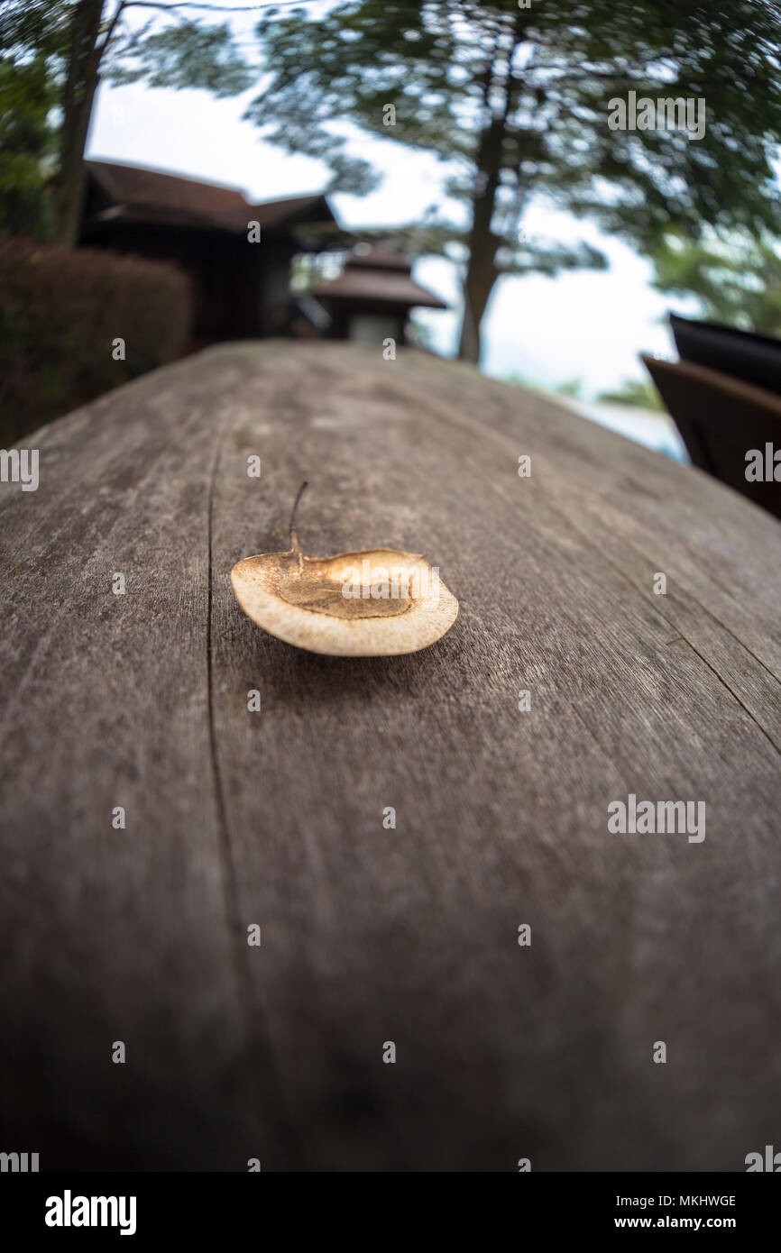 Macro close up of angsana casuarina tree seed on dark background wooden ...