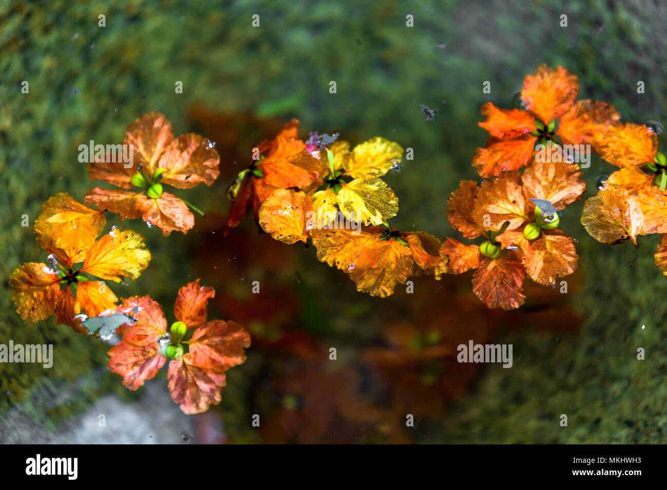 Fresh flowers floating on water in a large stone basin Stock Photo - Alamy
