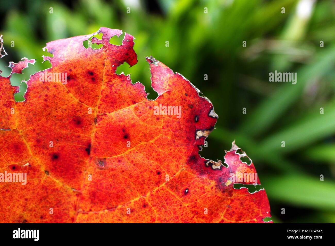 Red veins in leaf hi-res stock photography and images - Alamy