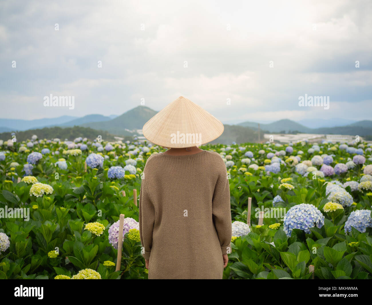 Vietnamese Woman Wearing A Traditional Vietnam Hat in The Hydrangea ...