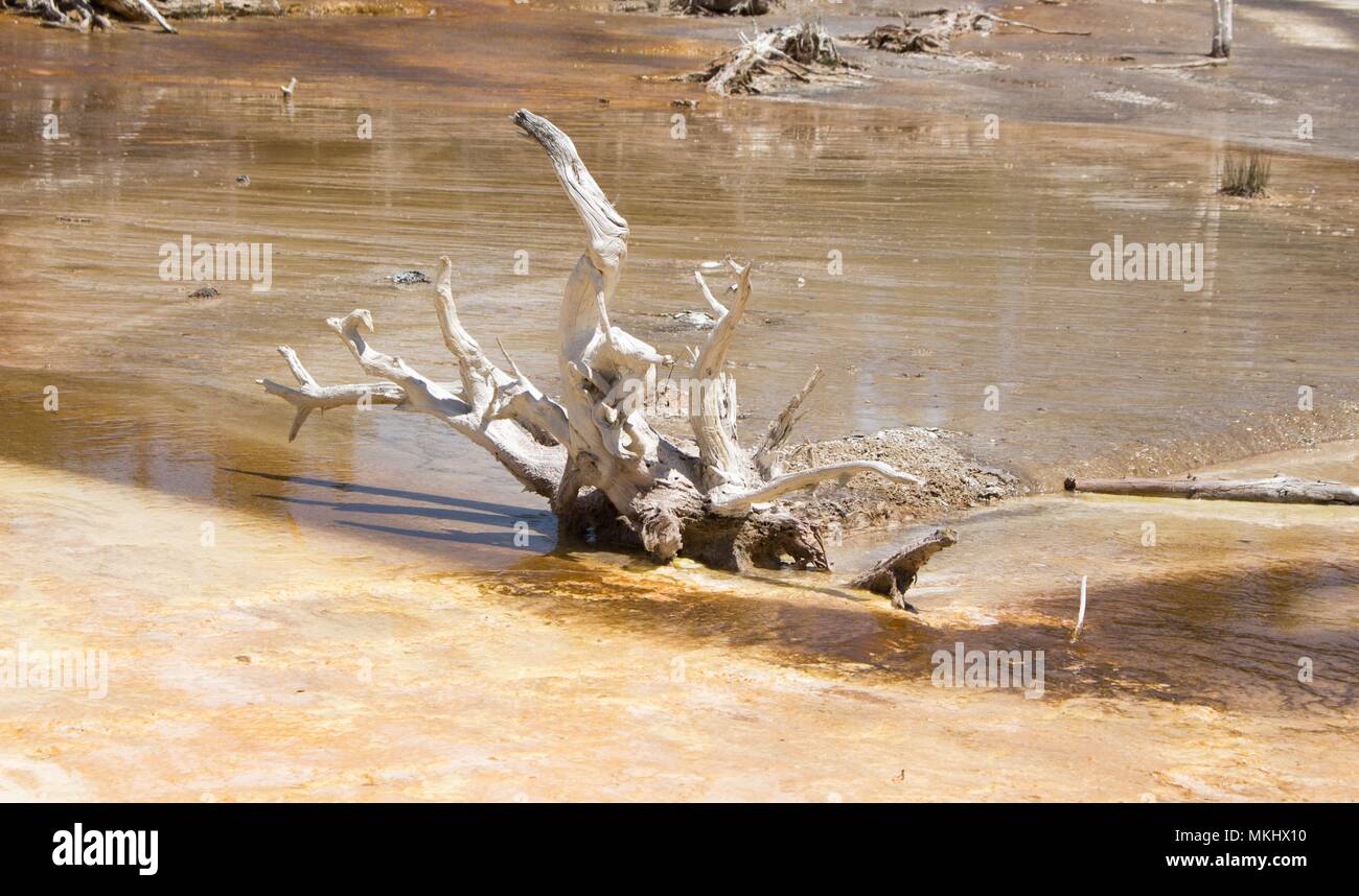 Dry branches in a shallow pond with hot springs at Yellowstone National ...