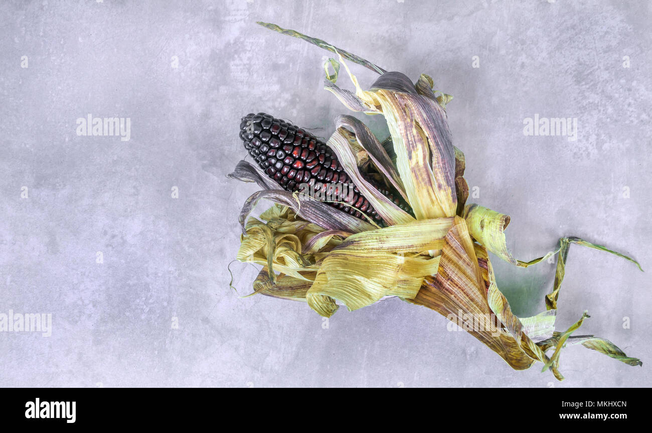 fresh organic purple corn cob with leaves on a cement background with ...