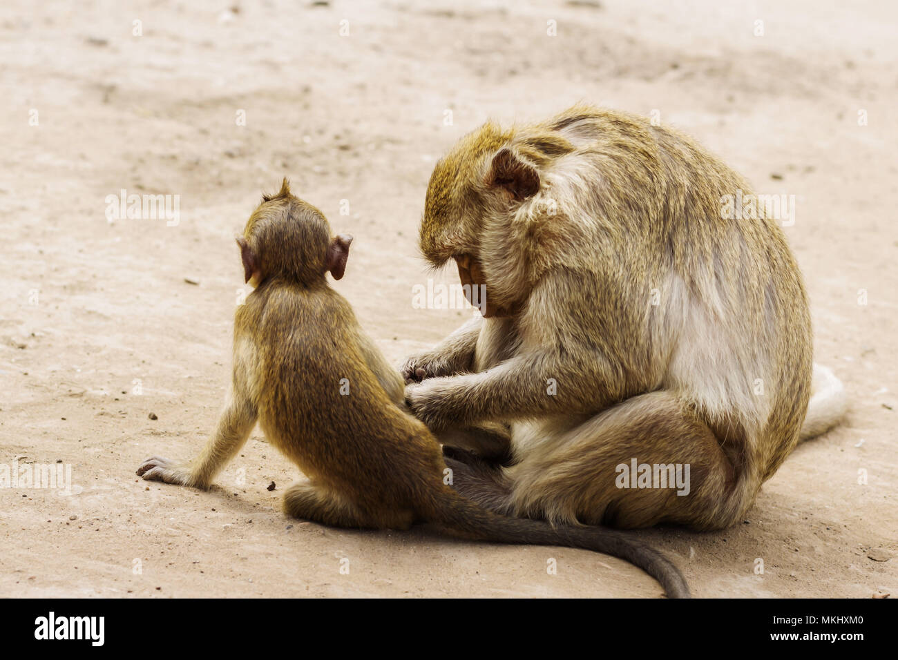 Monkey is cleaning baby in the zoo Stock Photo - Alamy