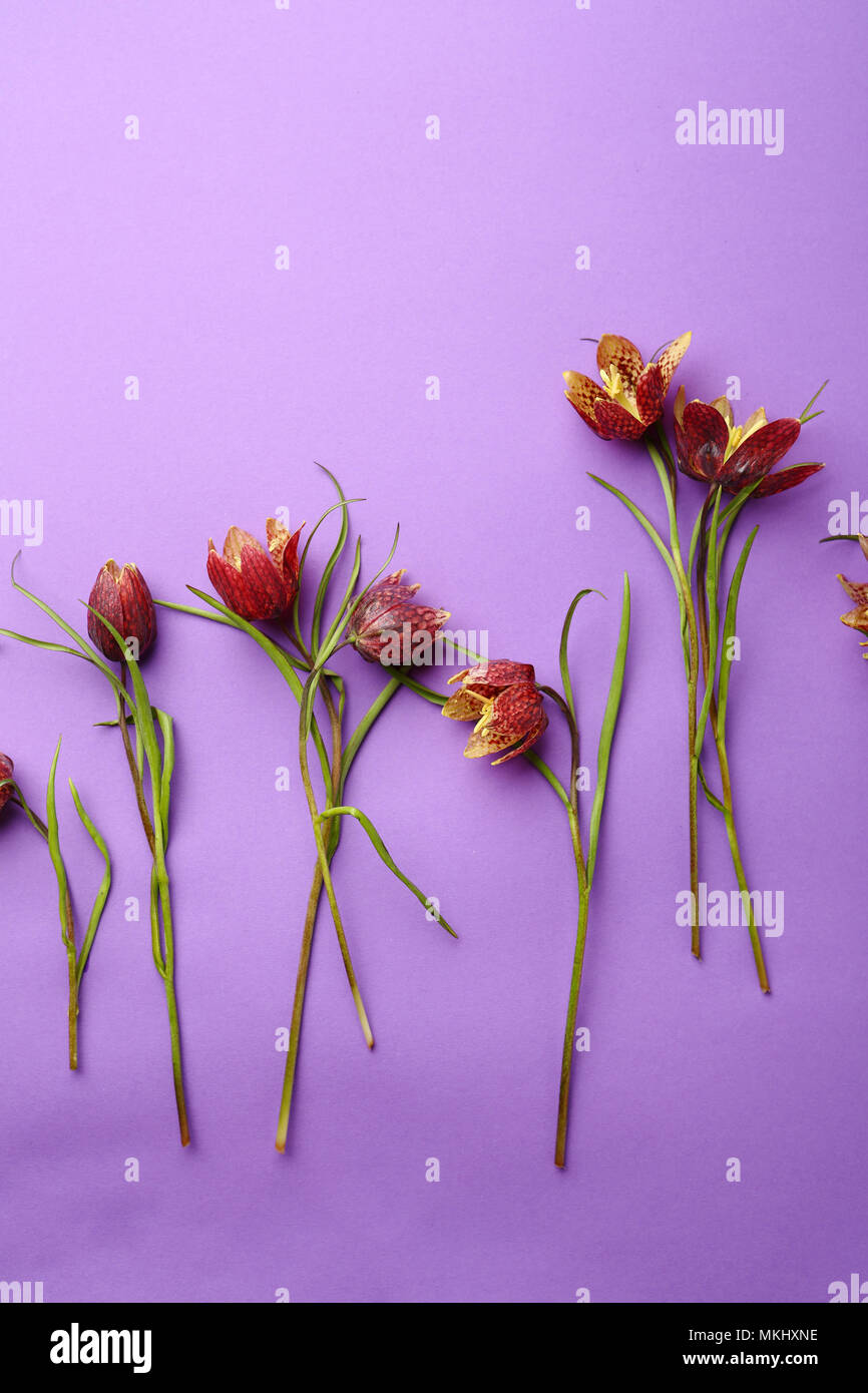 Spring flowers flat lay background Stock Photo - Alamy
