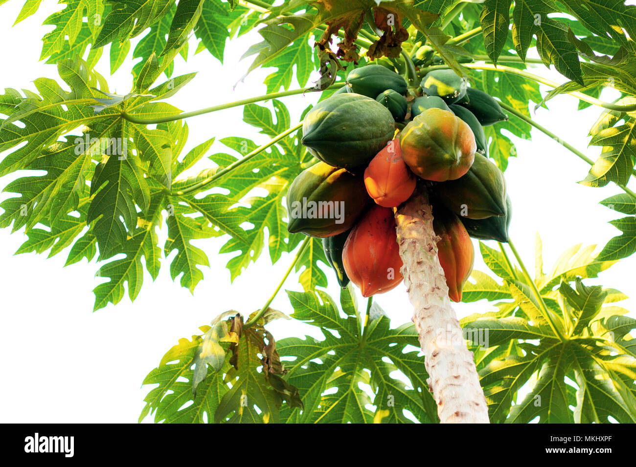 Papaya is ripe on tree with the sky Stock Photo - Alamy