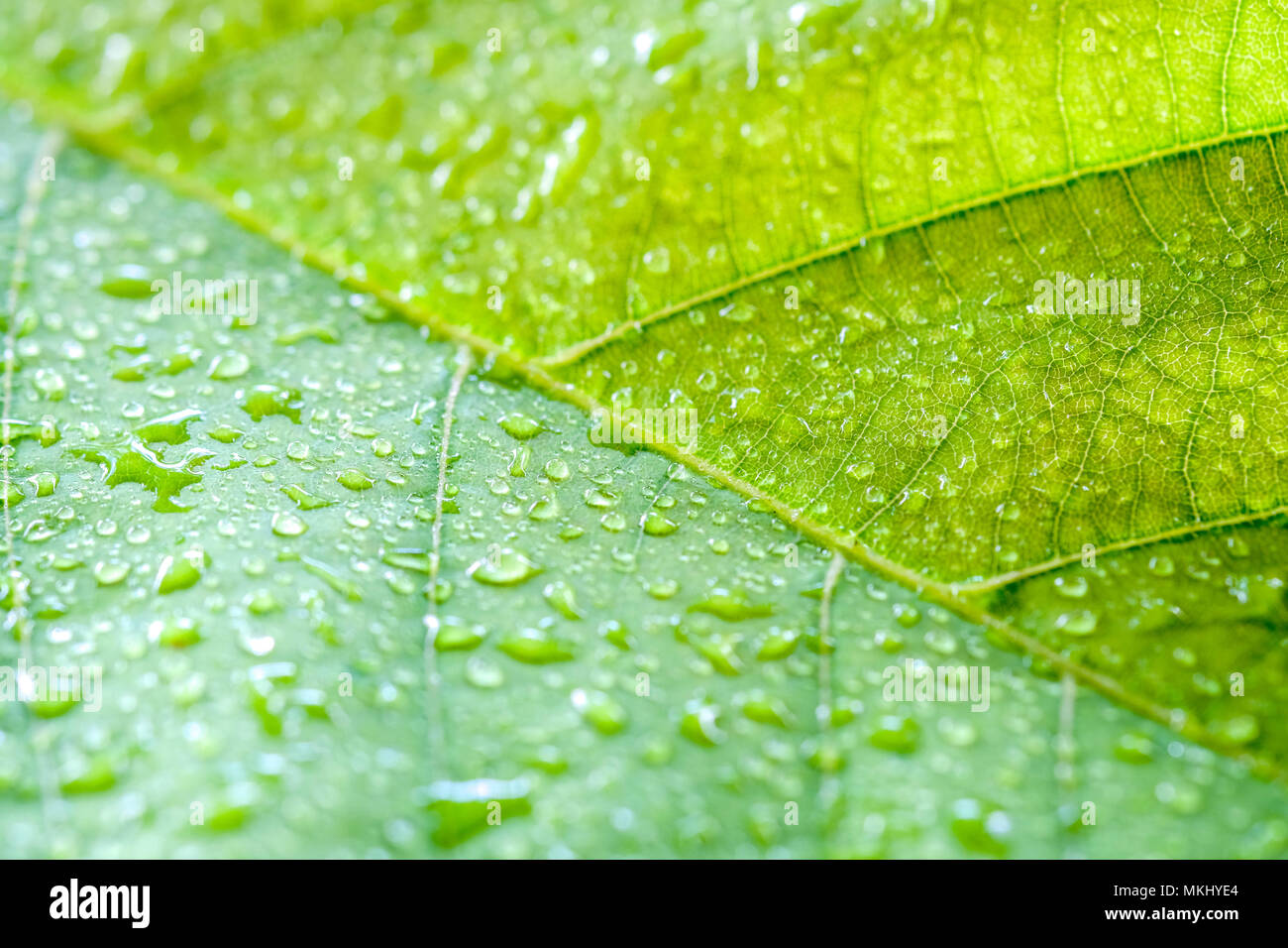 Soft Focus nature background texture green leaf with water drop Stock ...