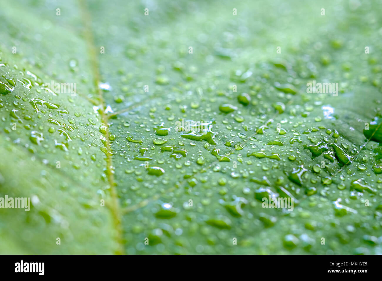 Soft Focus nature background texture green leaf with water drop Stock ...