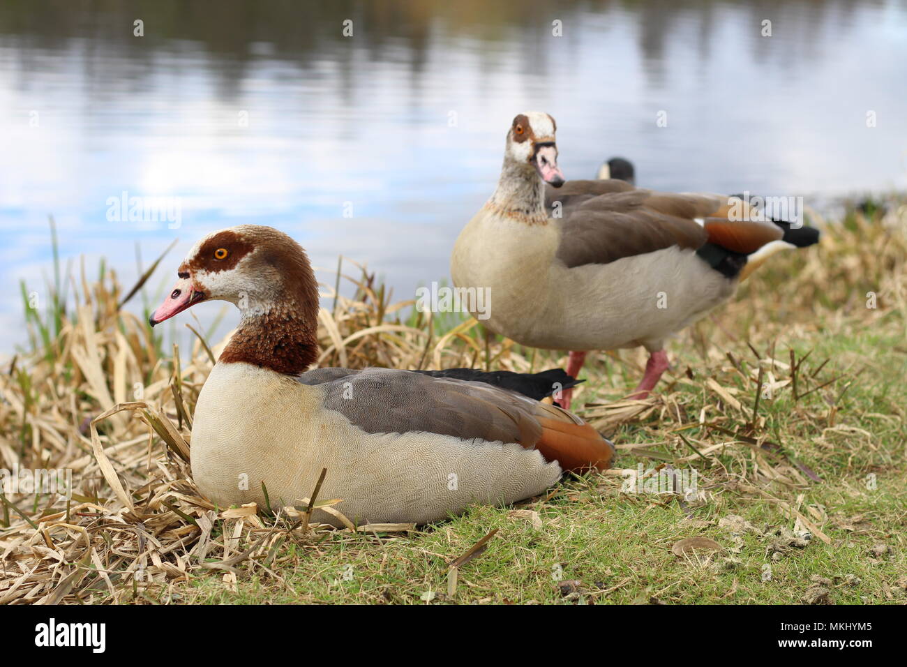 Hackney marches hi-res stock photography and images - Alamy